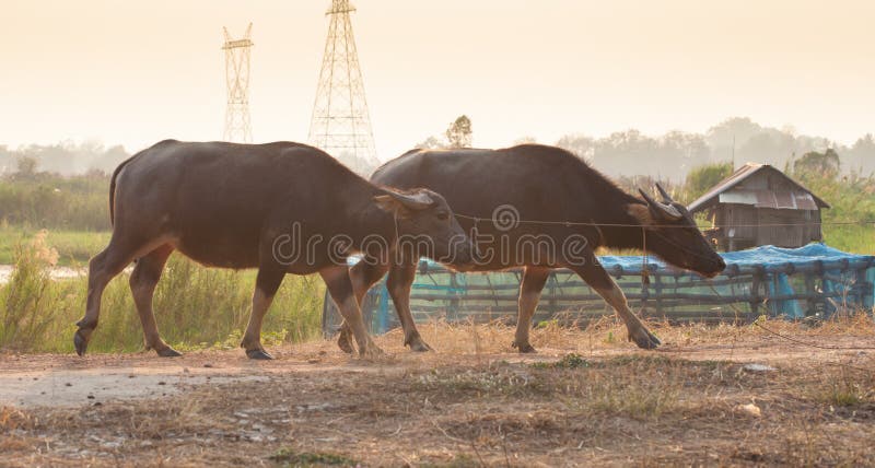 Buffalo Went Back Stall at Sunset Stock Photo - Image of mammal, cattle ...