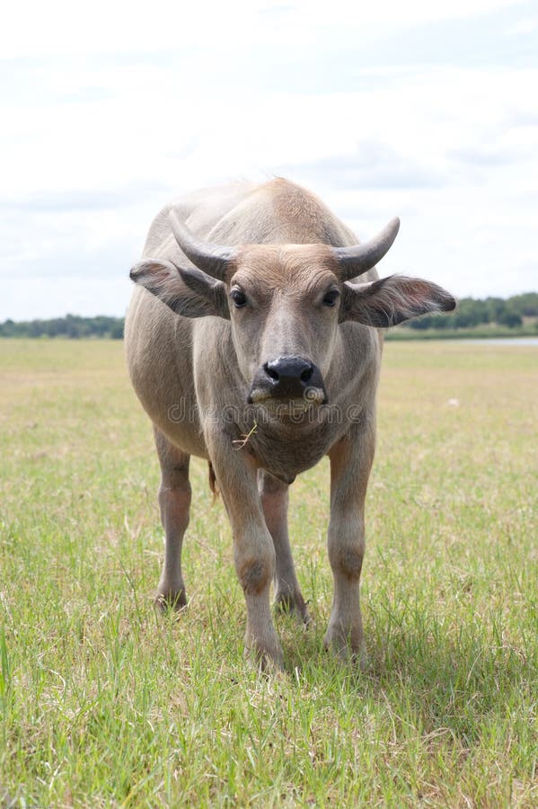 Buffalo on the wild field stock photo. Image of daylight - 28718764