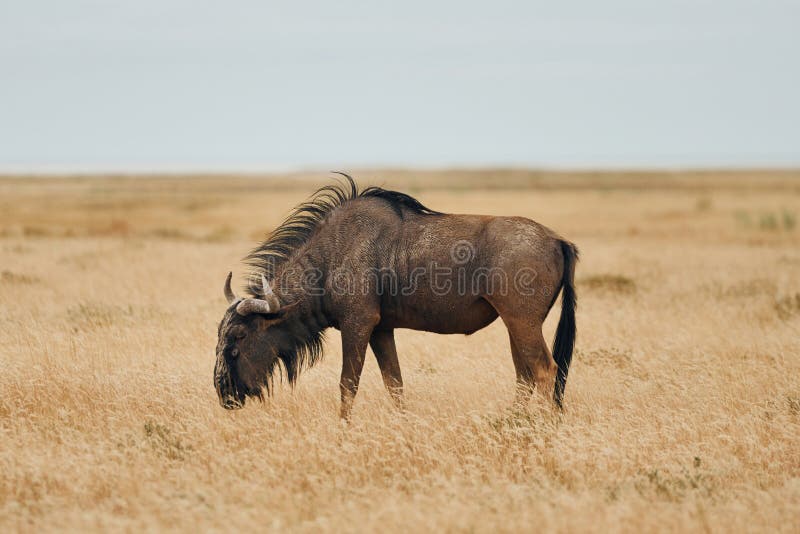 Buffalo is in the Wildlife at Daytime Stock Image - Image of mane, head ...