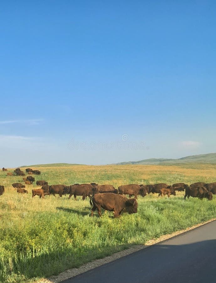 Buffalo on Wildlife Loop Road Custer State Park, SD 2023 Stock Photo ...