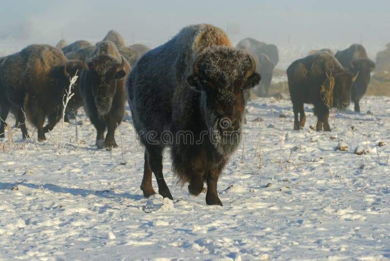 Buffalo in Winter Fog stock photo. Image of prairie, nature - 3947262