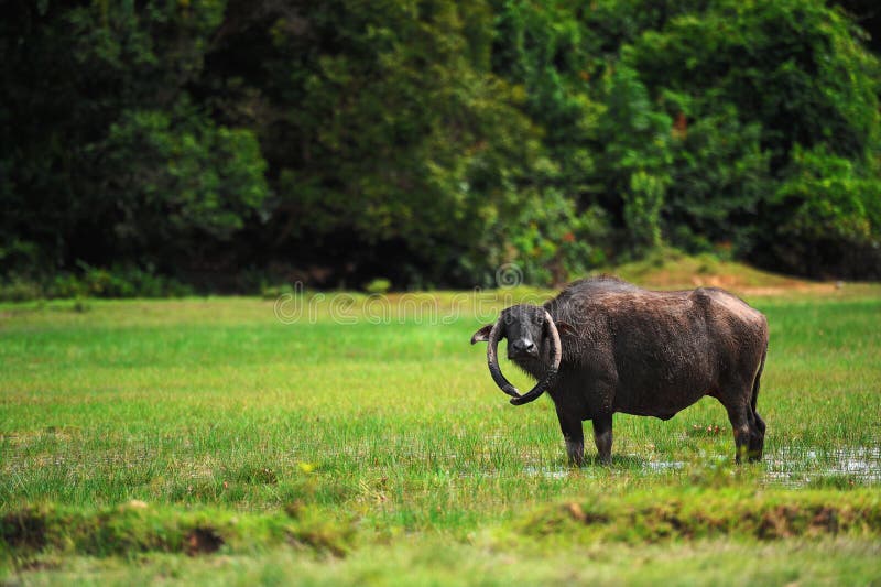 119 Sad Buffalo Stock Photos - Free & Royalty-Free Stock Photos from ...