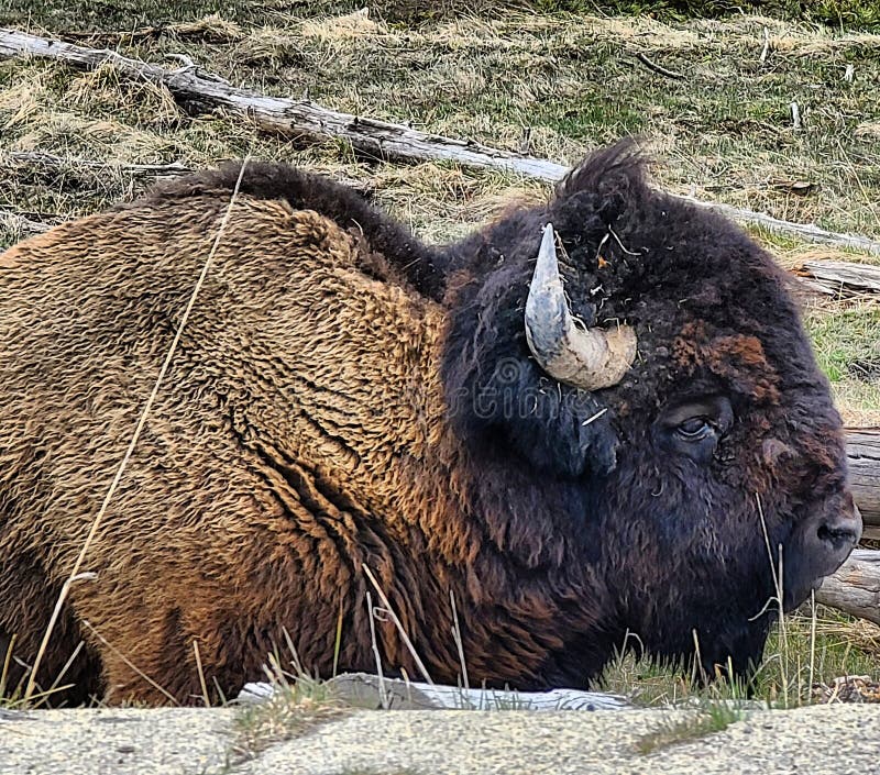 Buffalo Yellowstone Nature Foryou Stock Photo - Image of nature ...