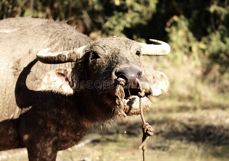 Buffaloed 库存照片. 图片 包括有 室外, 沼泽, 水稻 - 43238834