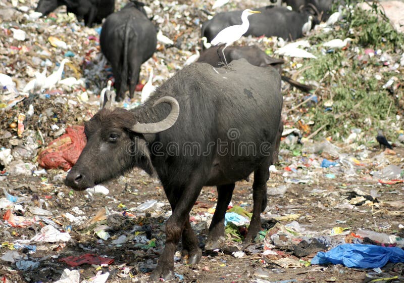 Buffaloes Eating Garbage in the Dumping Yard. Stock Image - Image of ...