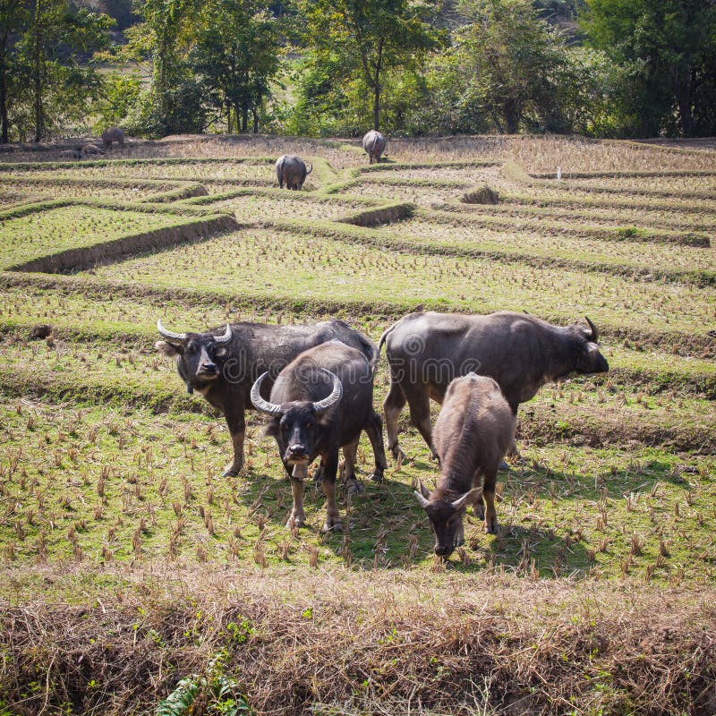 Buffaloes in the field stock photo. Image of farm, grass - 28524698