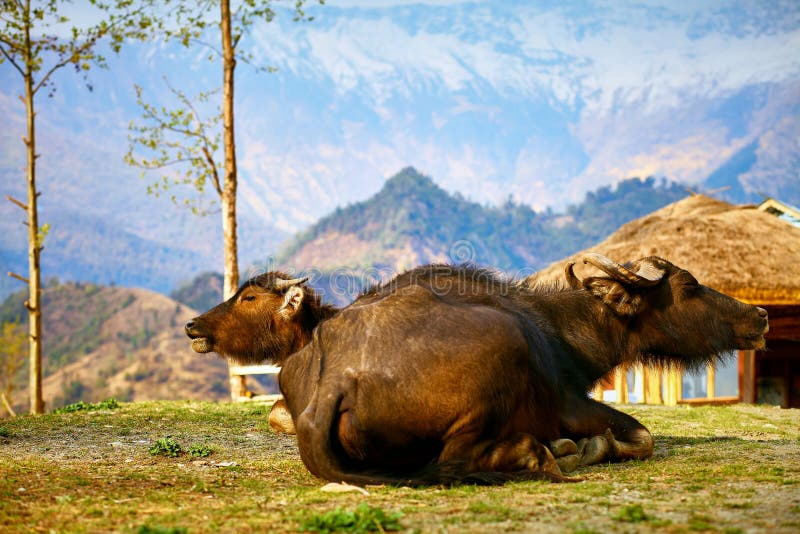 Buffaloes in Nepal stock photo. Image of area, nonurban - 51621160