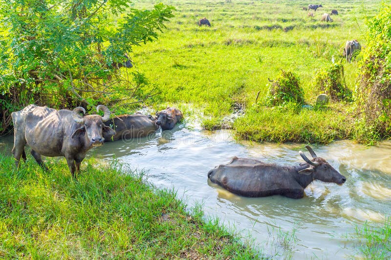 The Small River Punagala Oya Next Koslanda Stock Image - Image of ...
