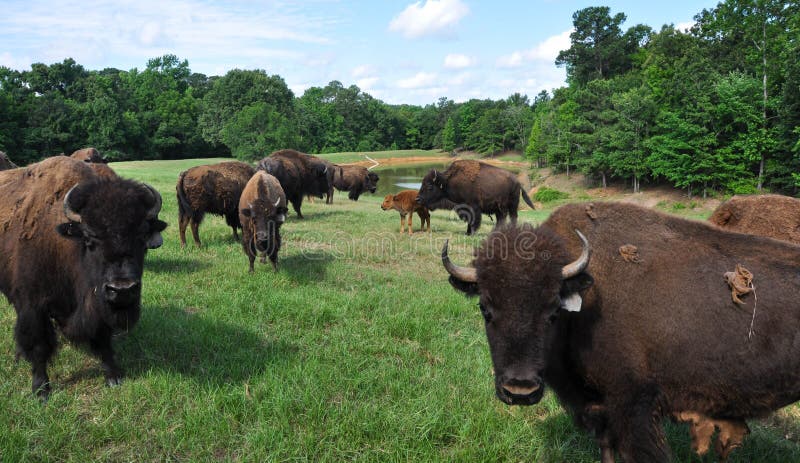 Buffaloes Roaming in a Field Stock Image - Image of bison, herd: 121072429