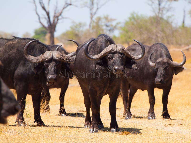 Pride of Lions Hunting Buffalo Stock Image - Image of dangerous, charge ...