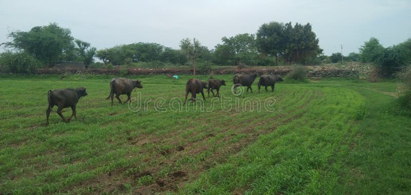 Buffalos Animals Farm Crops Agriculture Stock Photo - Image of crops ...