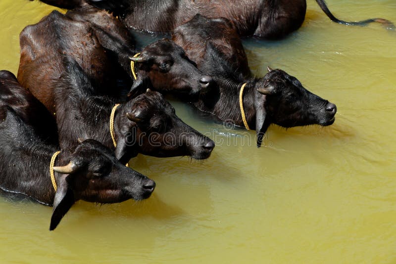 Bathing Goat Stock Photos - Free & Royalty-Free Stock Photos from ...