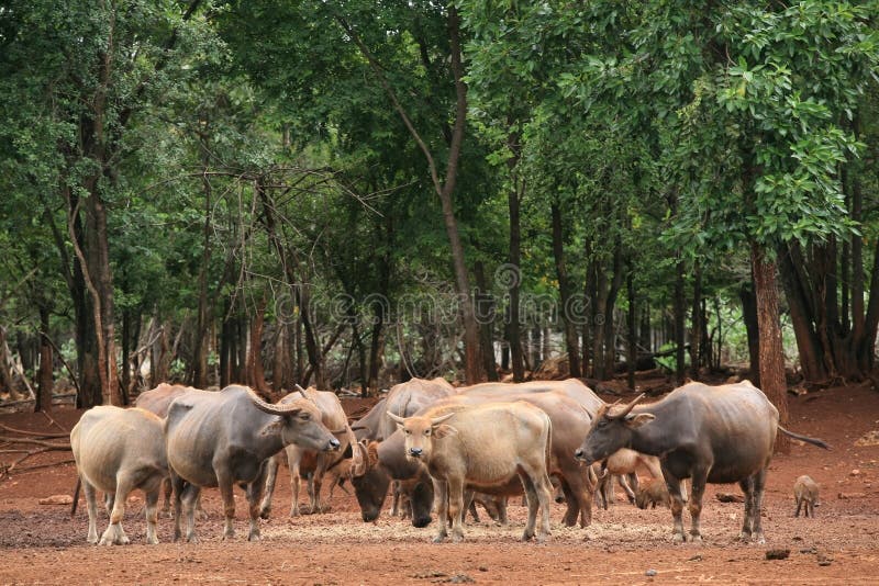 Buffalos Group in the Forest Stock Photo - Image of eating, together ...