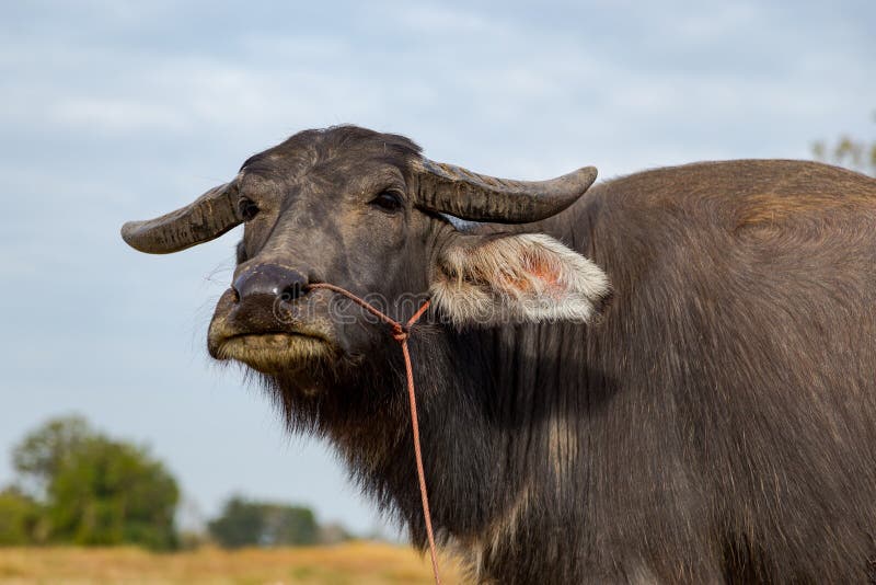 Buffalow and Cow stock image. Image of grass, local, growth - 84291237