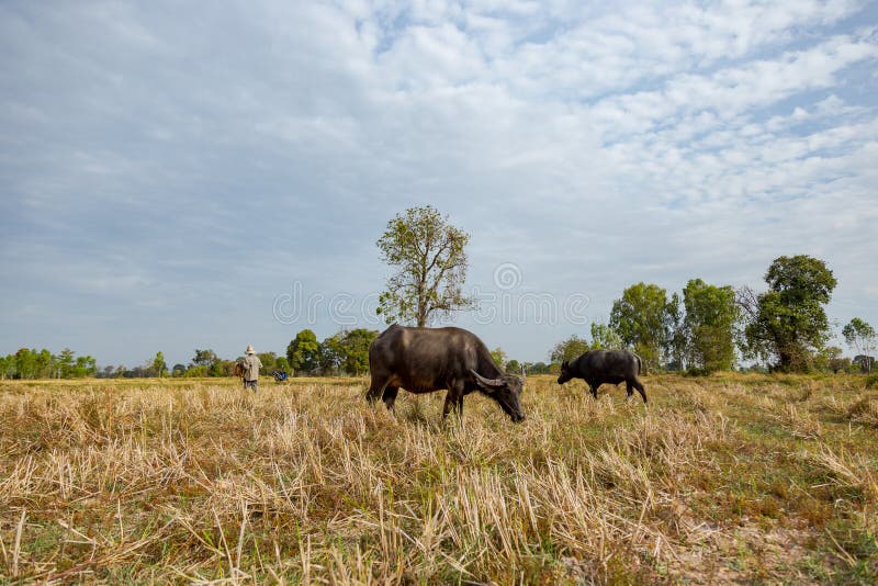 Buffalow and Cow stock photo. Image of local, buffalo - 84291356