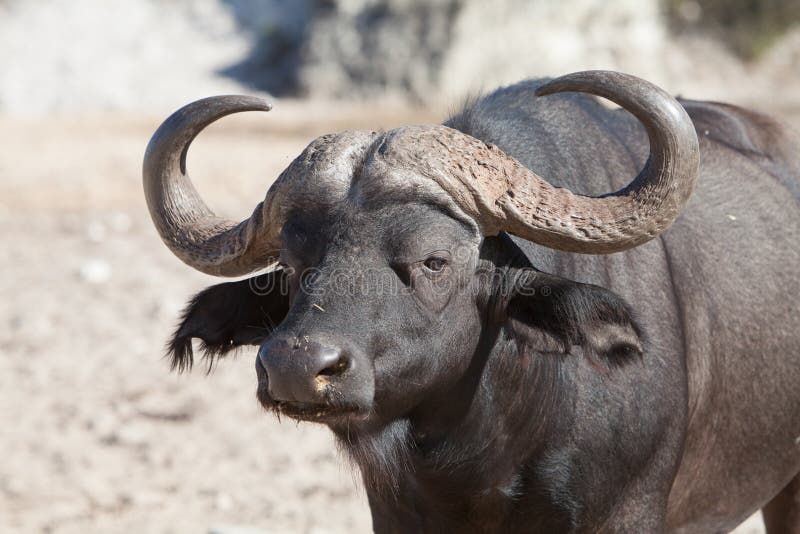Buffel arkivfoto. Bild av framsida, djurliv, anhydrous - 39010462