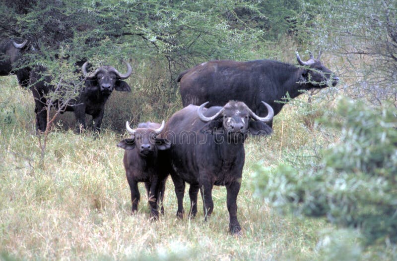 Buffel arkivfoto. Bild av safari, nationellt, äventyr - 6516694