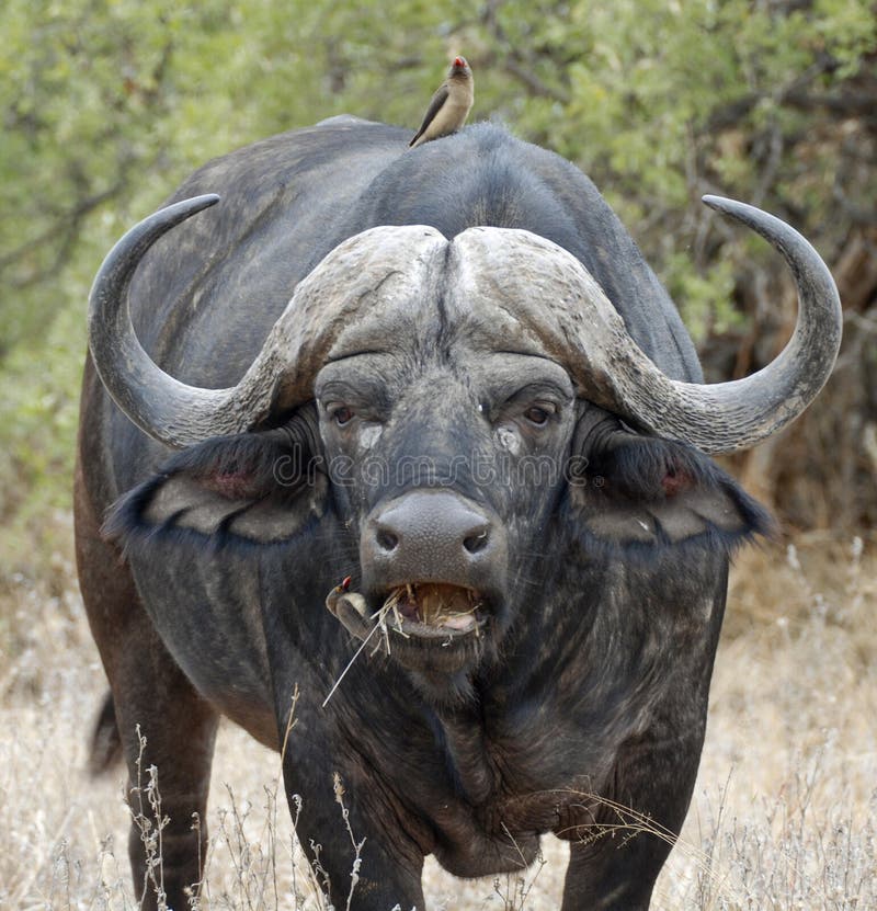 Afrikansk Buffel (Syncerus Caffer) Arkivfoto - Bild av däggdjur, buffel ...