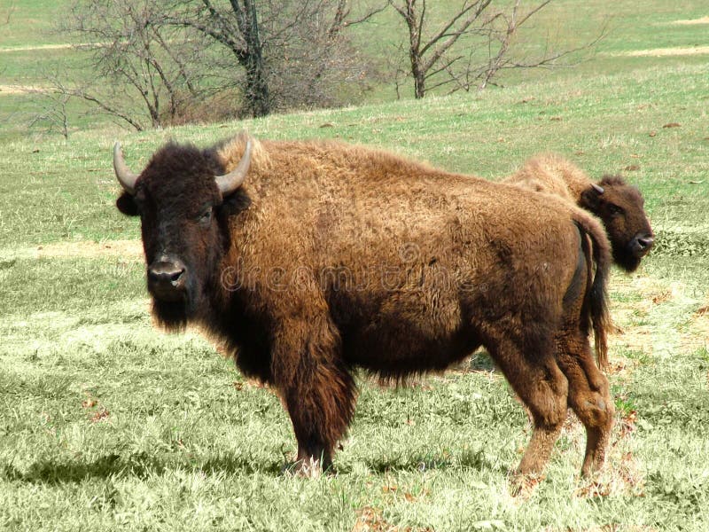 Buffel fotografering för bildbyråer. Bild av buffel, anhydrous - 824199