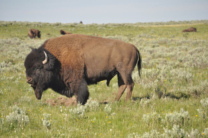 Bison Buffalo Flock I Ottaljus I Lamar Valley Av Den Yellowstone ...