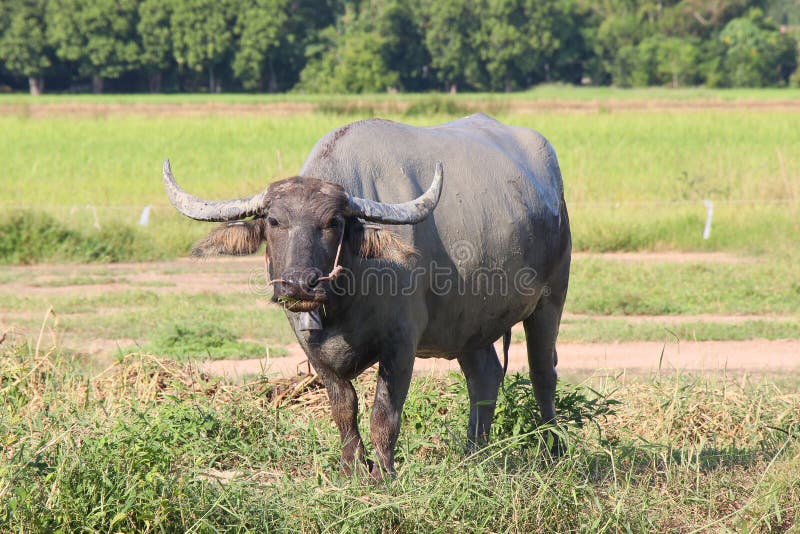 Een Buffel Eet Gras in Een Padieveld Stock Foto - Image of begrazing ...