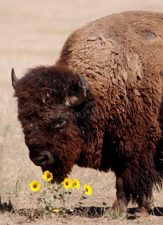 Buffelo americano fotografia stock. Immagine di nave, parchi - 4007490