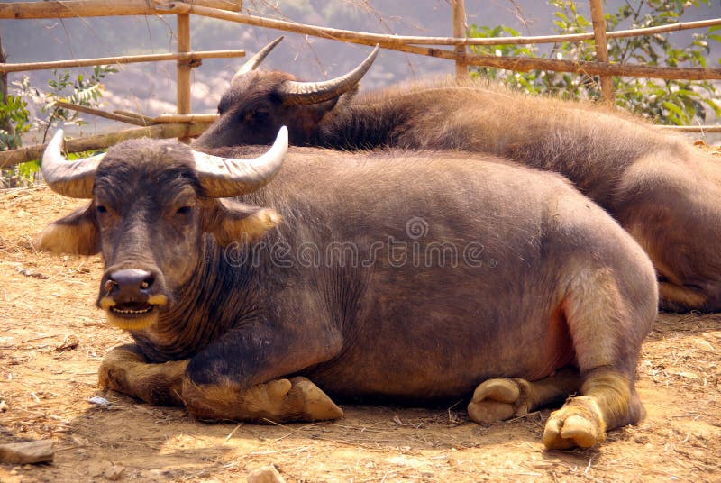 Rode Buffels stock foto. Image of zoogdieren, savanne, rundvlees - 356782