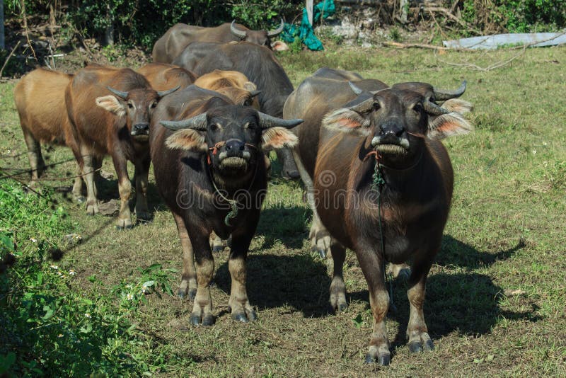Buffels, Buffels Thailand, Dier Stock Afbeelding - Image of buffels ...