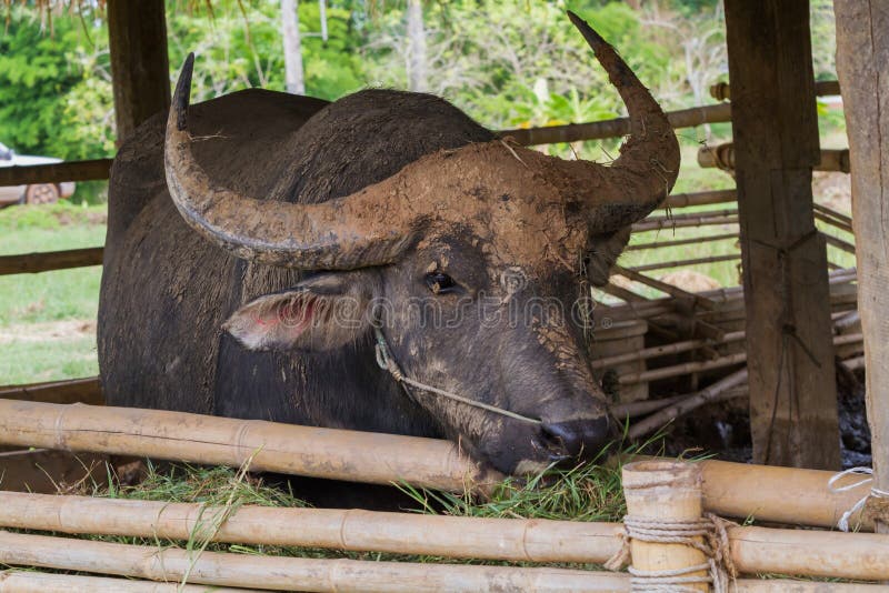 Een Buffel Eet Gras in Een Padieveld Stock Foto - Image of begrazing ...