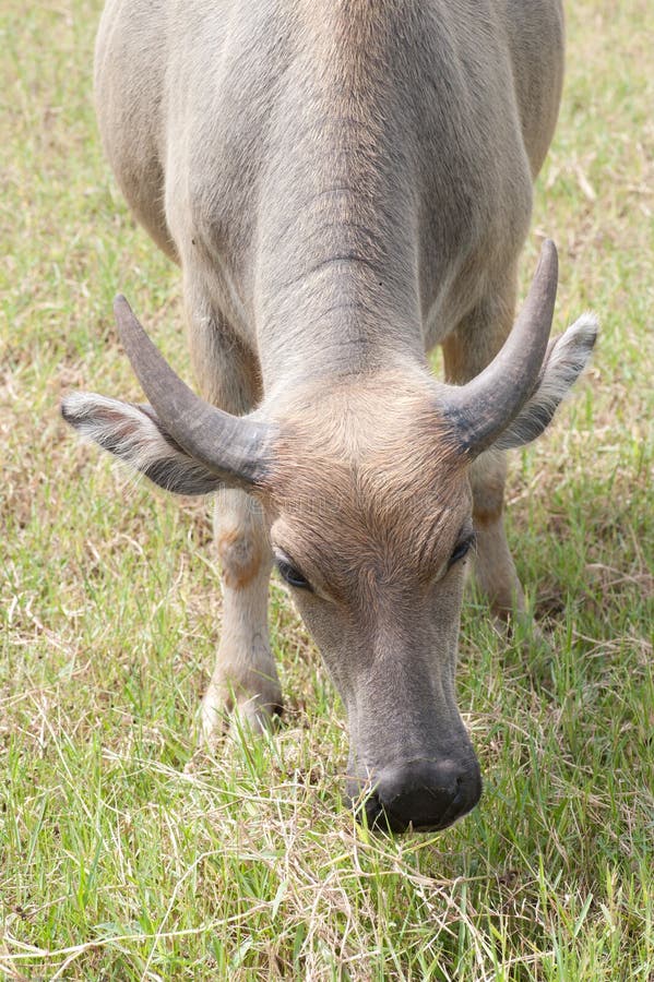 Buffels Op Het Wilde Gebied Stock Foto - Image of groen, gras: 28719056