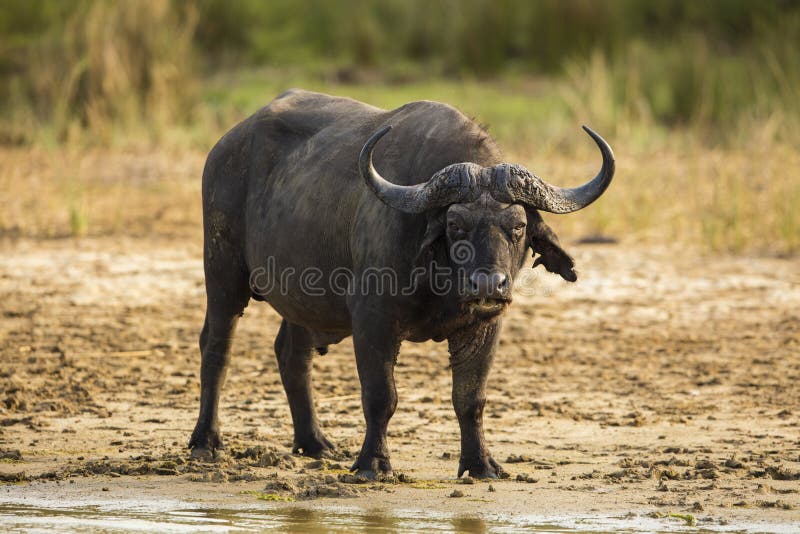 Buffels Op Rivierbank Zuid-Afrika Stock Foto - Image of krokodil ...