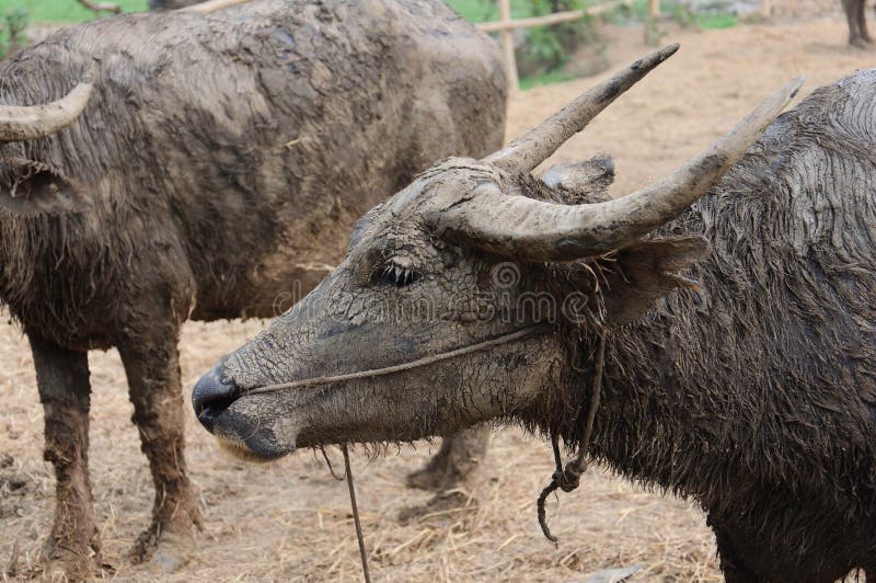 Buffle image stock. Image du boue, animal, été, chaud - 53840717