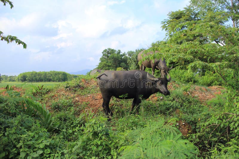 Buffle photo stock. Image du image, manger, ferme, poteau - 56273628
