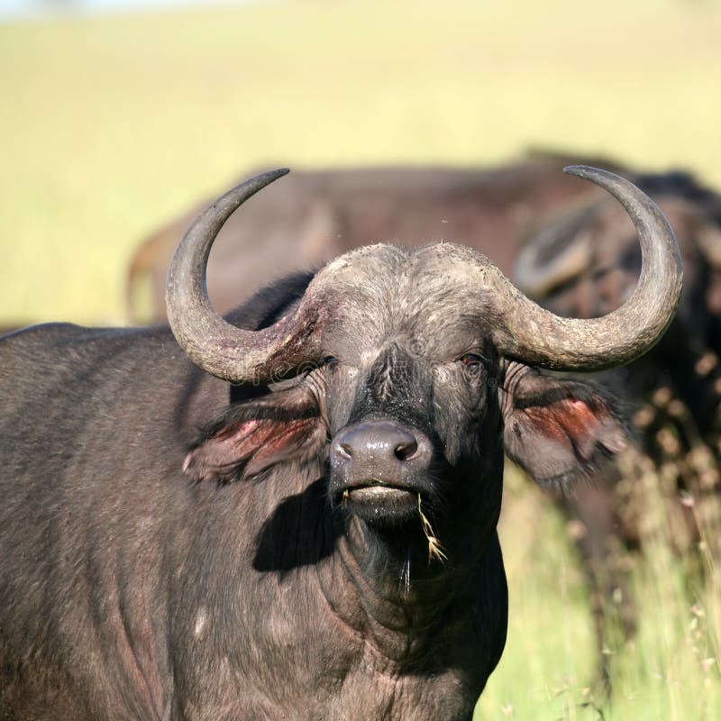Buffle africain image stock. Image du klaxons, buffle - 2584847