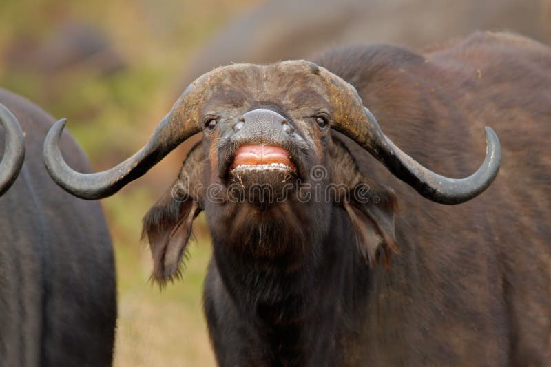 Buffle africain photo stock. Image du grand, nature, comportement - 4929560