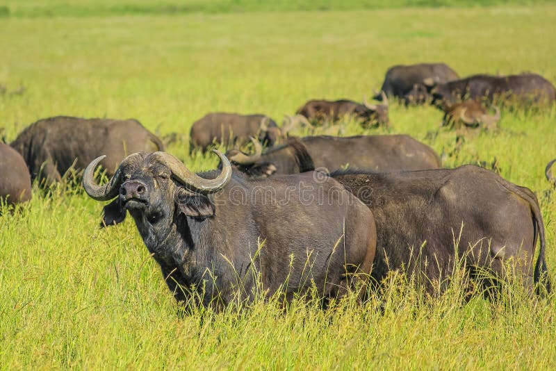 Buffle Africain Sur Les Plaines Du Serengeti Image stock - Image du ...