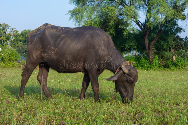 Buffle Asiatique Marchant Dans Le Champ. Photo stock - Image of ...