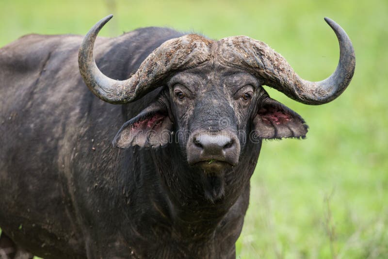 Buffle de l'Afrique du sud photo stock. Image du animaux - 48941032