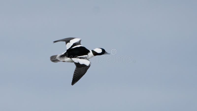 Bufflehead Drake Duck Flying Against Blue Sky Stock Image - Image of ...