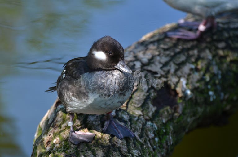 Bufflehead duck stock image. Image of white, feet, bufflehead - 19566363