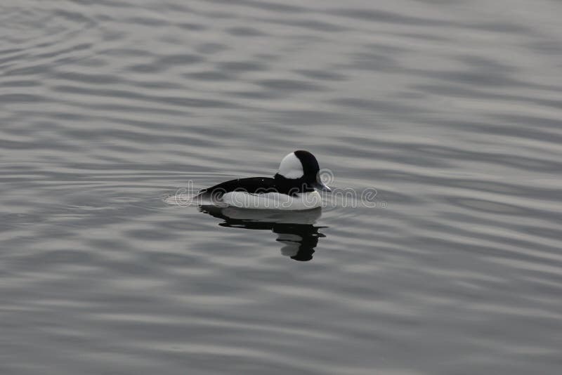 Bufflehead Duck Bucephala Albeola Stock Image - Image of bufflehead ...
