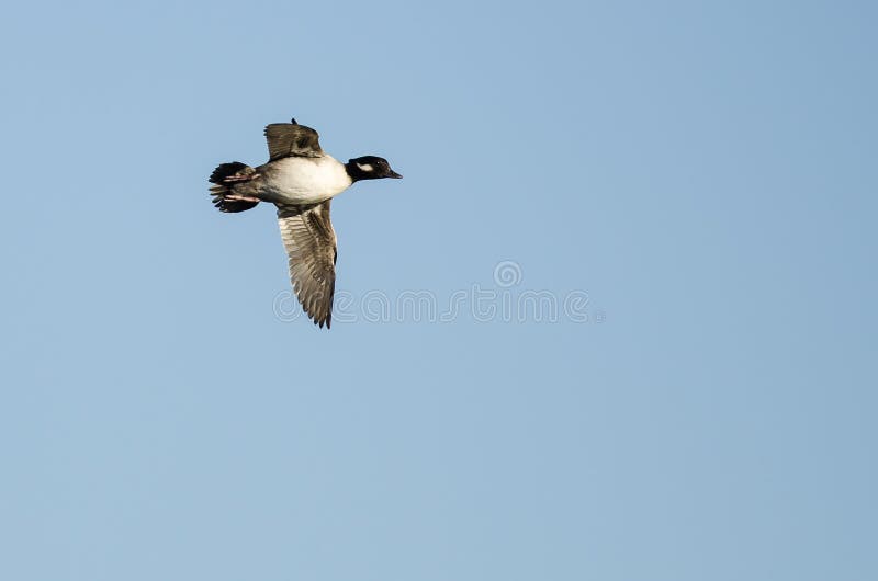 Bufflehead Duck Flying in a Blue Sky Stock Image - Image of wildlife ...
