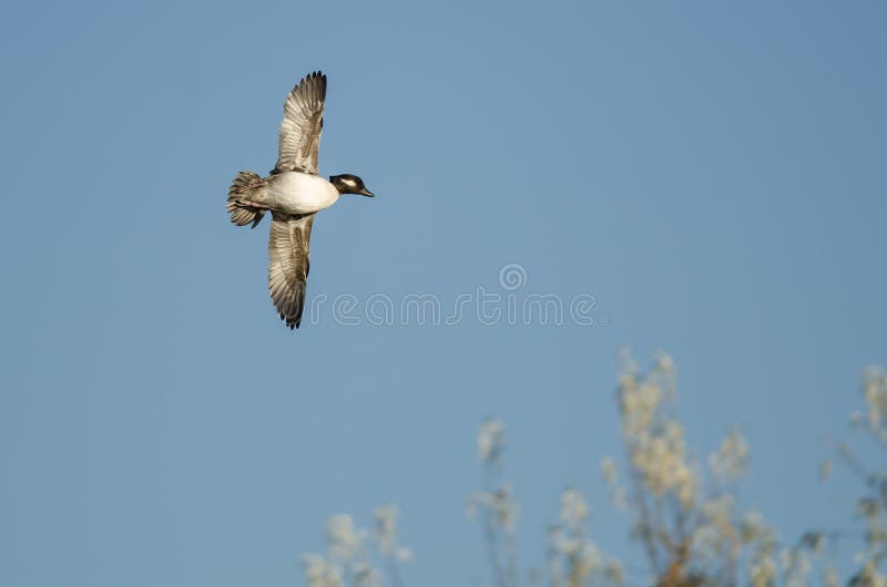 Bufflehead Duck Flying Low Over the Still Pond Waters Stock Image ...