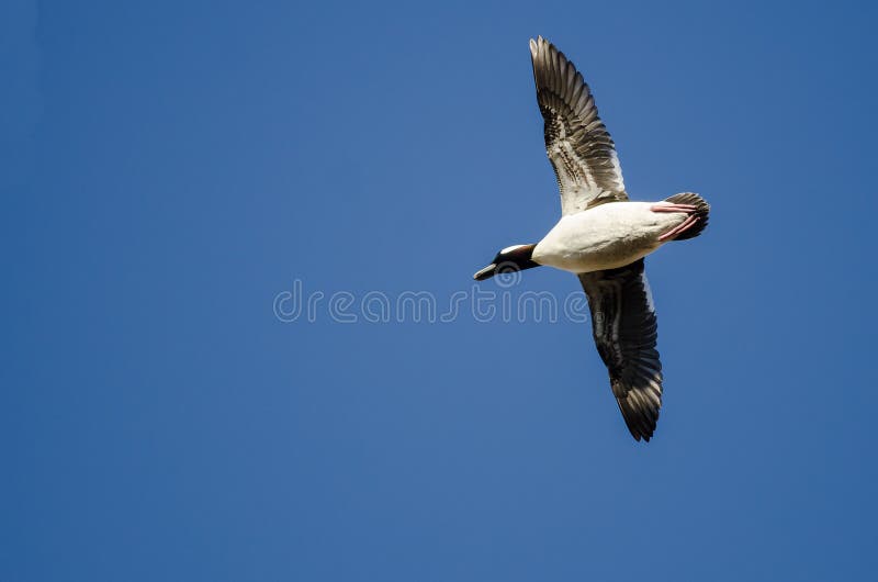 Bufflehead Duck Flying in a Blue Sky Stock Photo - Image of waterfowl ...