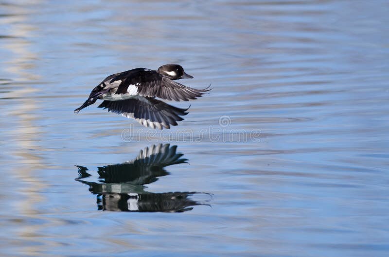 Bufflehead Duck Flying Low Over the Still Pond Waters Stock Photo ...