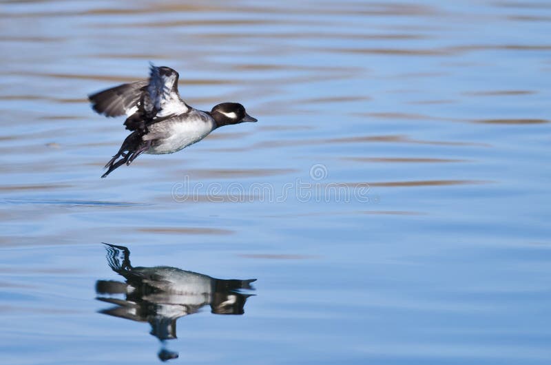 Bufflehead Duck Flying Low Over the Still Pond Waters Stock Image ...