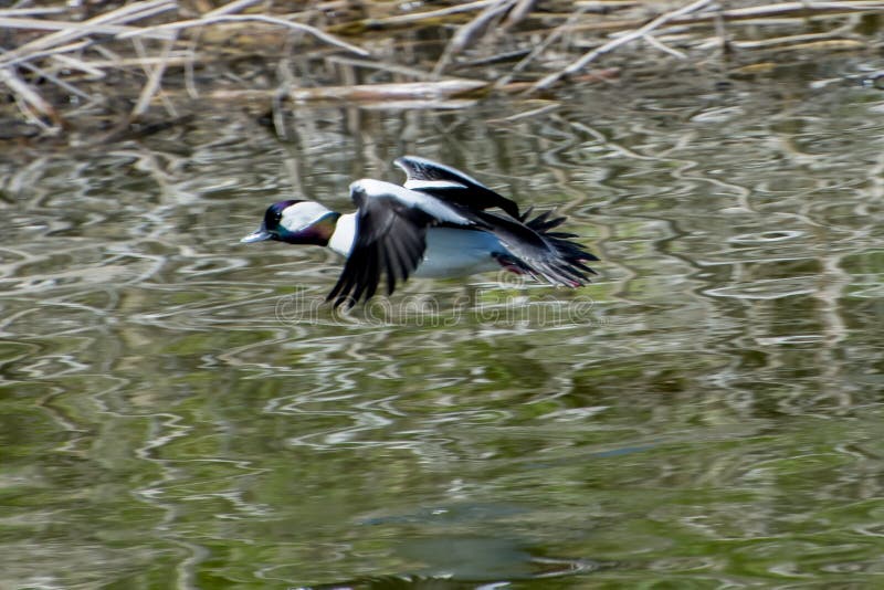 Bufflehead Duck stock photo. Image of white, avian, flying - 69326814