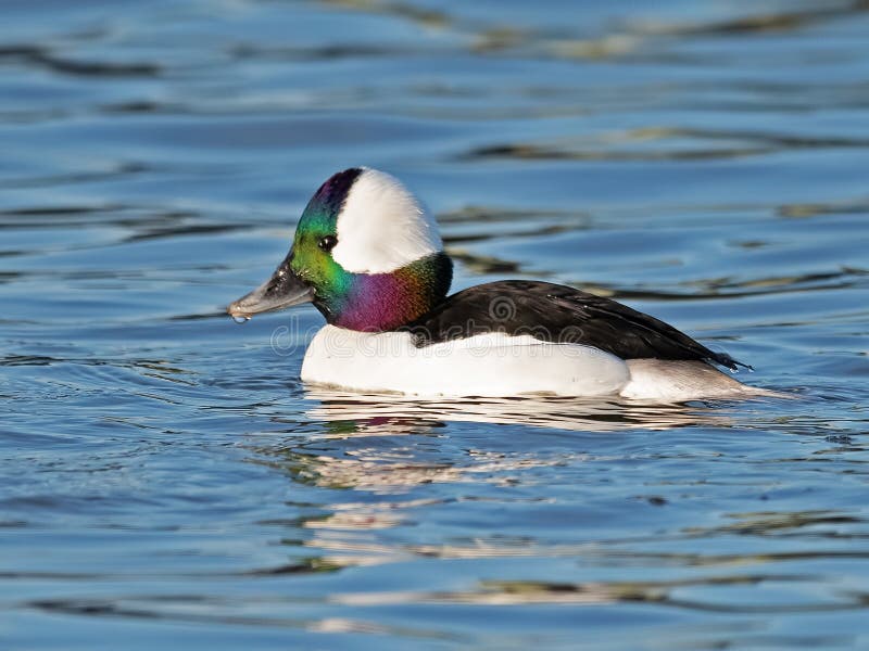 Bufflehead Duck and Reflections Stock Photo - Image of white, rippled ...
