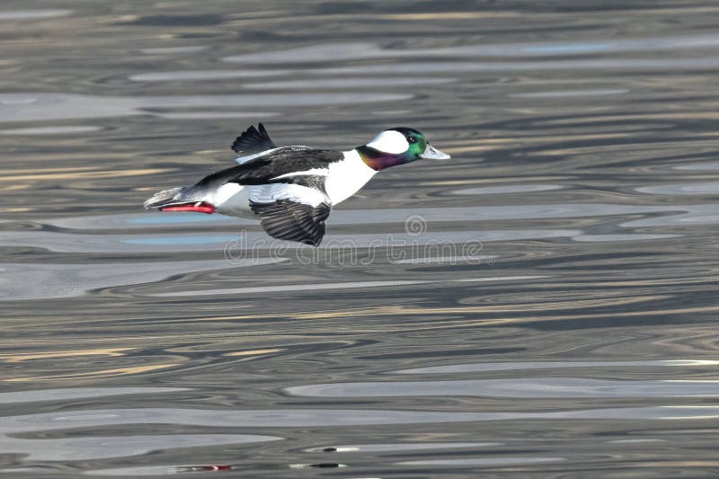 Bufflehead Ducks in Flight stock image. Image of blue - 269360913