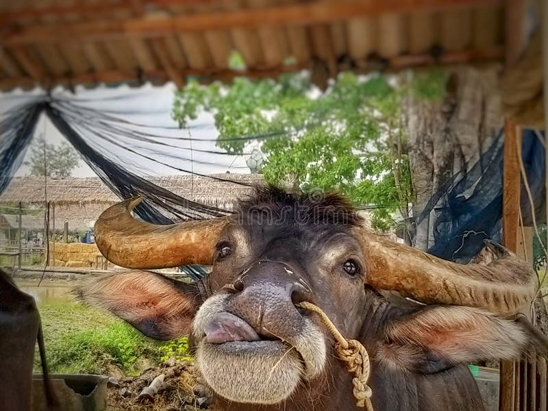 Buffolo in farm stock image. Image of buffolos, harvest - 149590101